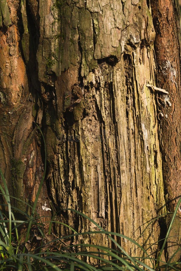 Decayed trunk stock photo. Image of surface, forest, environment - 64531916