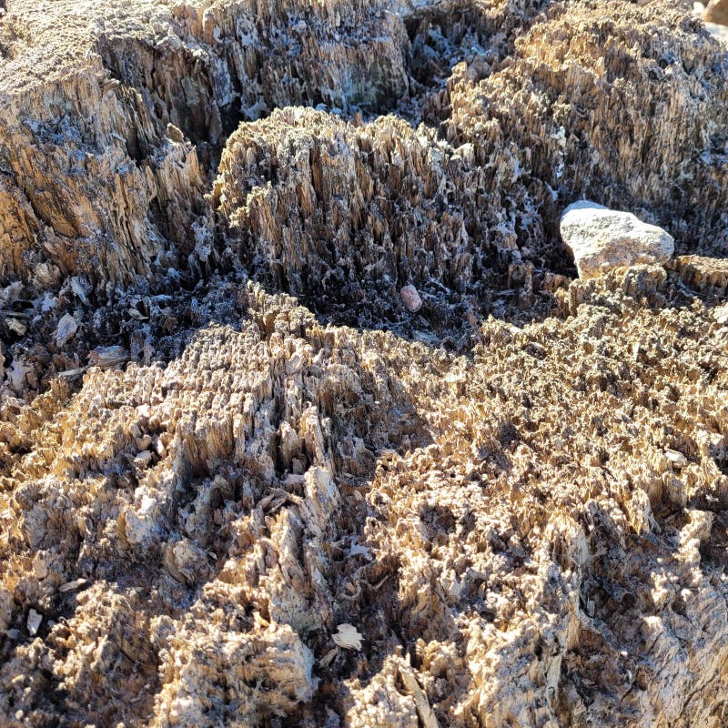 Decayed Water Logged Tree Stump Stock Photo - Image of water, tree ...