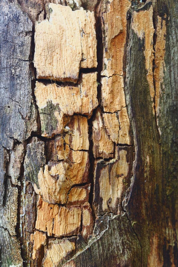 Decayed wood texture stock image. Image of wood, cracks - 100810449
