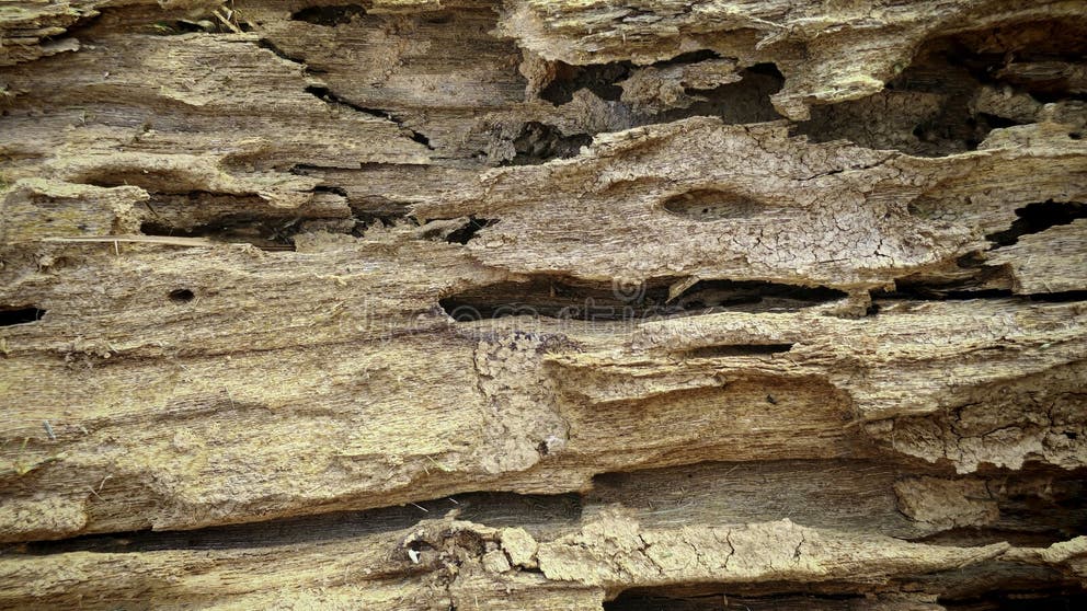 Decayed Wood Texture with Insect Damage Stock Photo - Image of frame ...