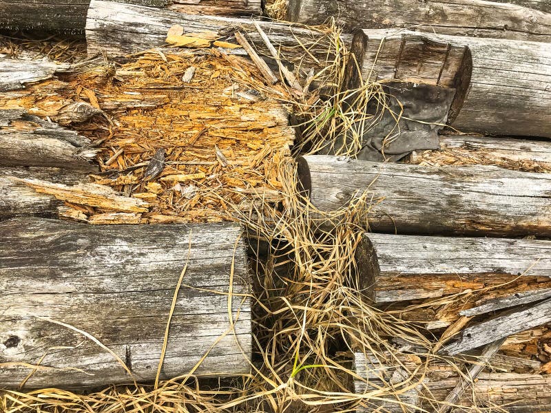 Decayed wooden logs stock image. Image of backdrop, brown - 115835917