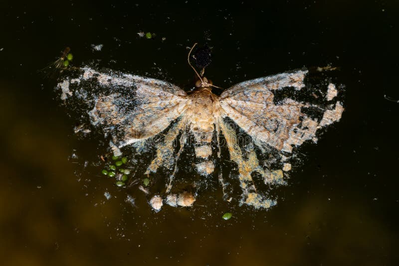 Decaying Butterfly on the Surface of Water in a Lake Stock Photo ...