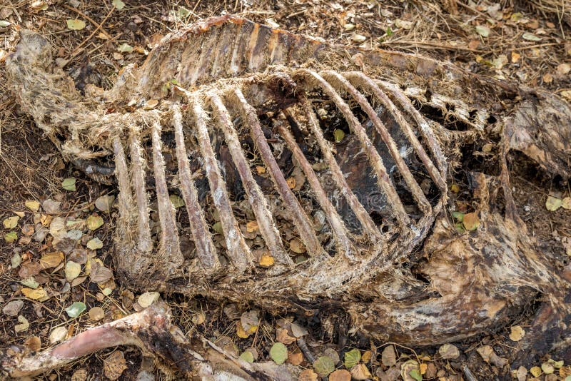 Decaying Carcass of a Moose Stock Image - Image of poachers, death ...