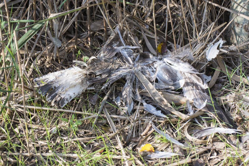 Decaying dead bird stock image. Image of bird, corpse - 46028359