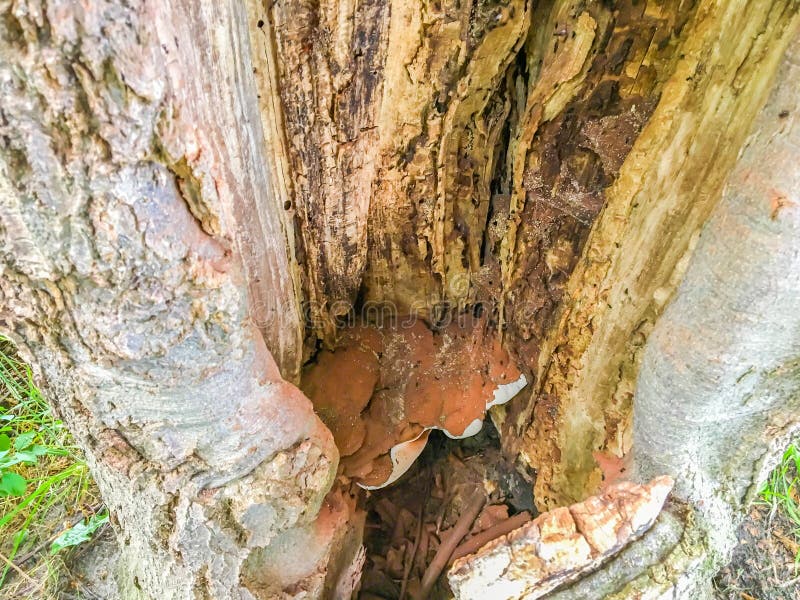 Decaying Dead Tree Trunk with Termites a Mushroom and a Lot of Holes ...
