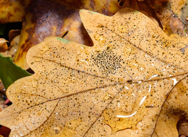 Decaying Fallen Dry Oak Leaf in Autumn, Small Saprotrophic Fungi on the ...
