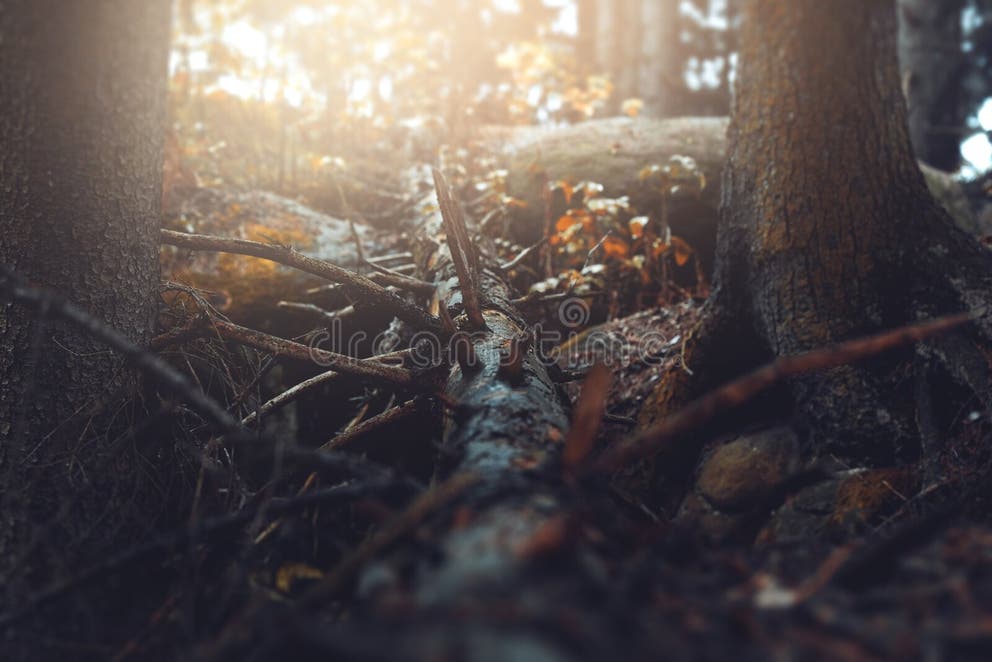 Decaying fallen tree stock photo. Image of fallen, fern - 79475562