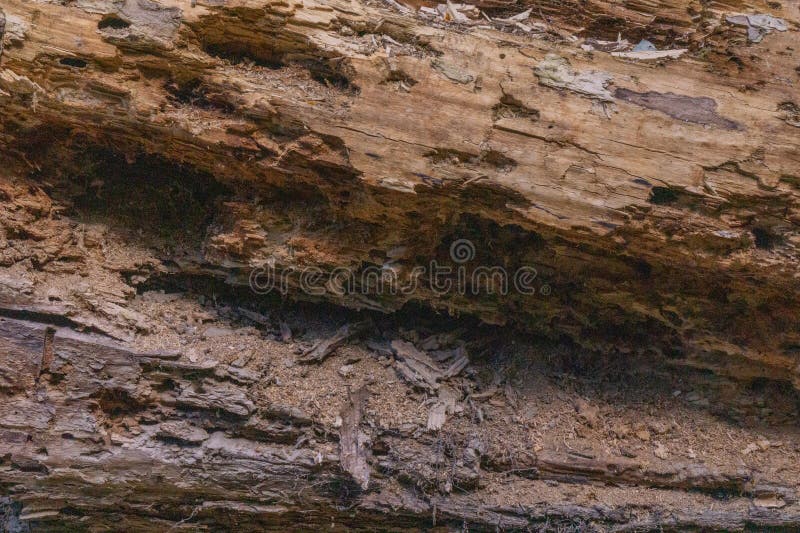Decaying Fallen Tree Trunk with Exposed Wood Grain and Insect Damage ...