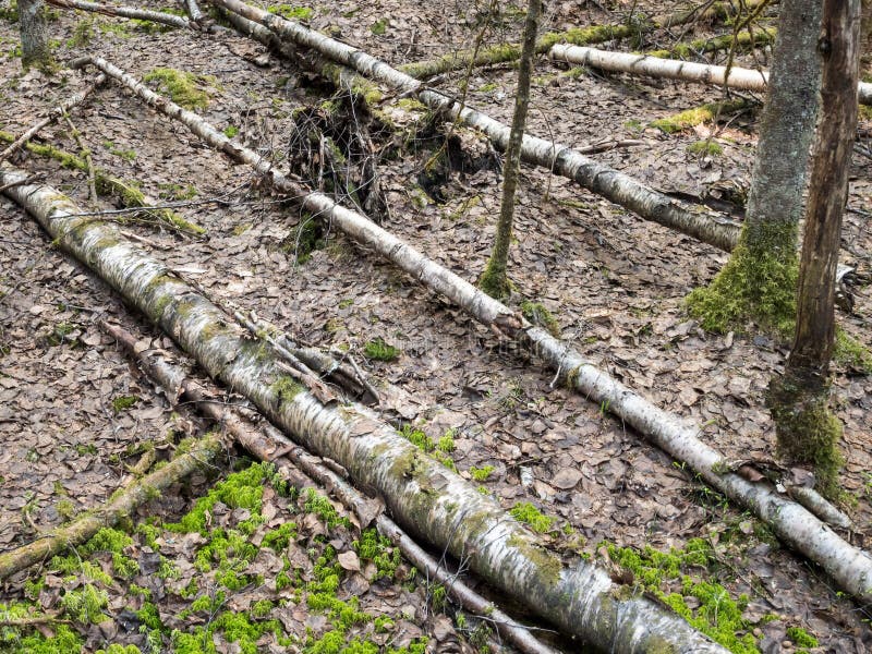 Decaying fallen trees stock image. Image of decaying - 203973749