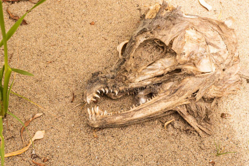 Decaying Fish Head in the Sand Stock Image - Image of bite, teeth ...