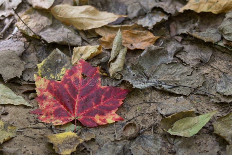 Decaying Leaf stock image. Image of season, color, life - 77210167