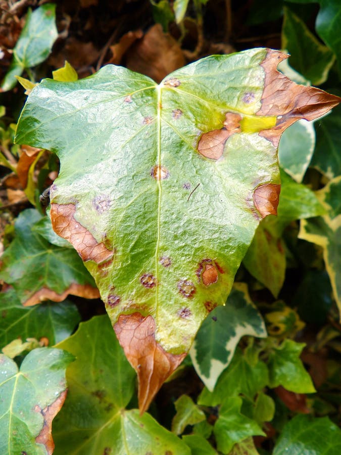 Decaying Yellow Maple Leaf Is Macro Stock Image - Image of ecosystem ...