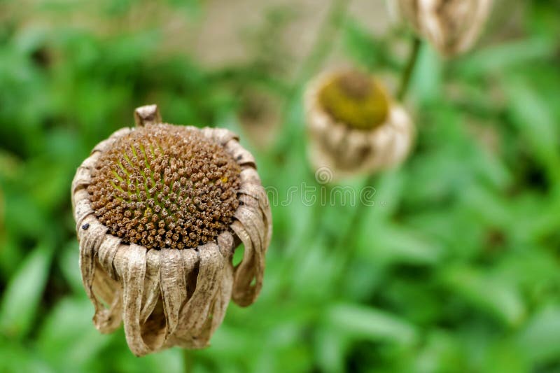 Decaying Leucanthemum Blooms Stock Image - Image of white, nature ...