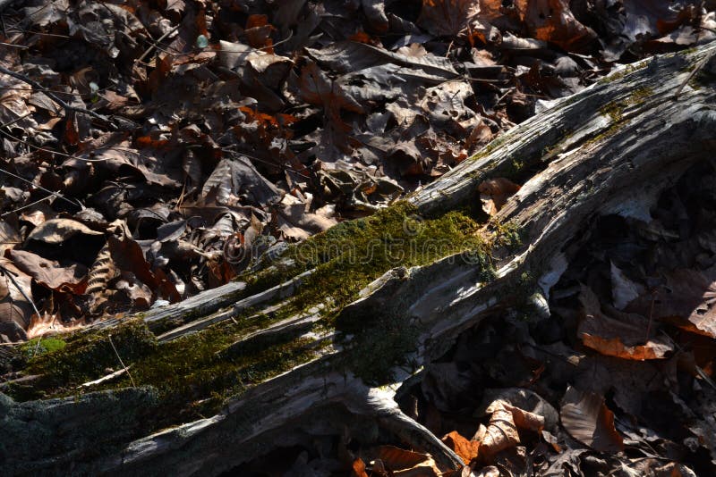 Rotting log with moss stock image. Image of plant, moss - 105203001