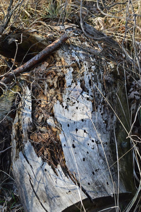 Decaying Log Insect Holes Stock Photos - Free & Royalty-Free Stock ...