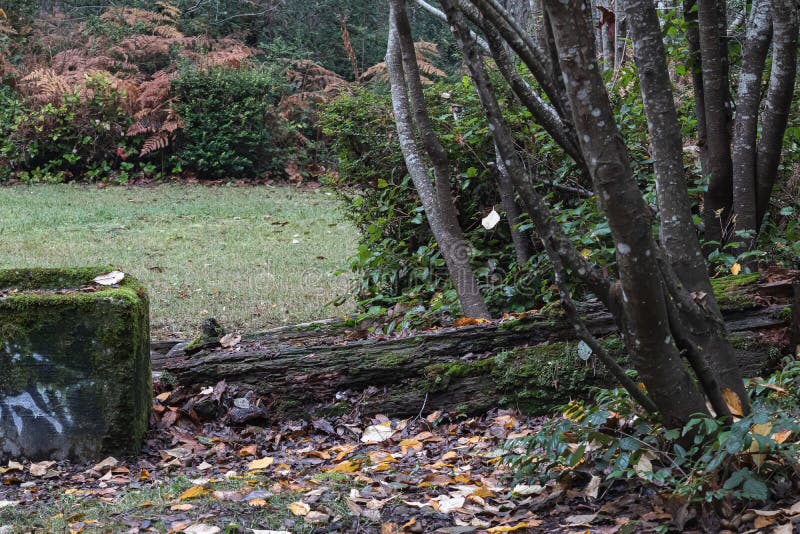 Decaying Log Laying among Tree Trunks and Fallen Leaves Stock Photo ...