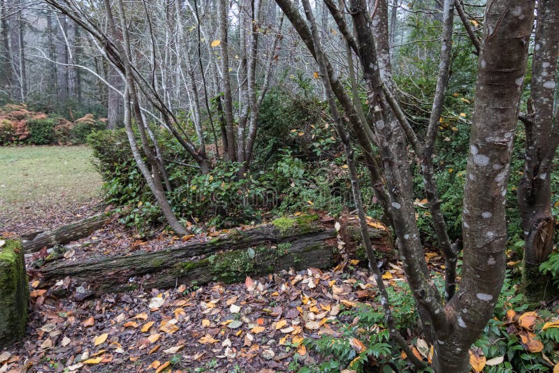 Decaying Log Laying among Tree Trunks and Fallen Leaves Stock Photo ...
