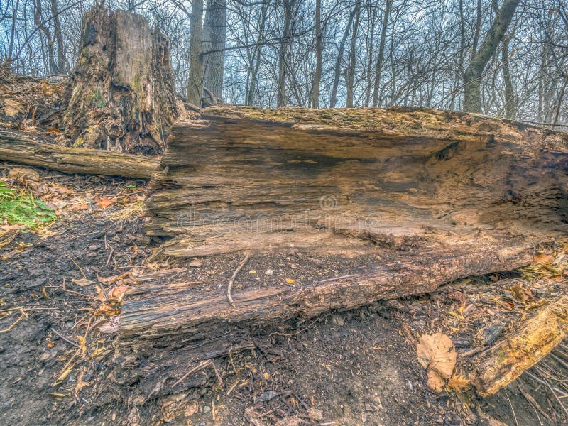 Decaying log in winter stock photo. Image of wood, tree - 127016550