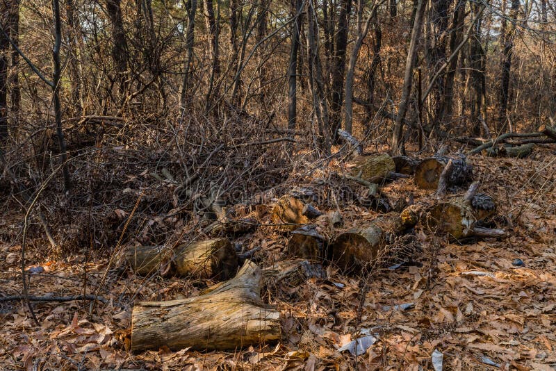 Decaying Logs in Clear Turquoise Waters Stock Photo - Image of logging ...