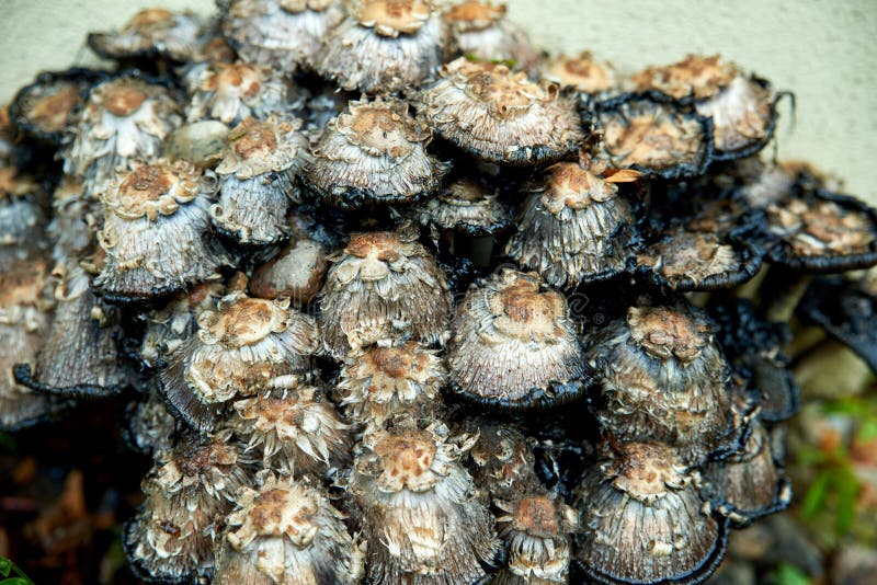 Decaying Objects, Vintage Concept Stock Photo - Image of view, wood ...