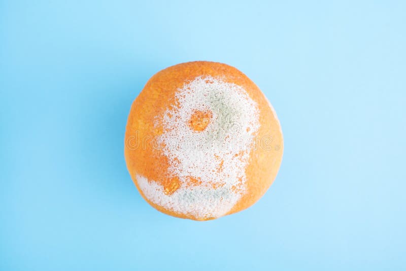 Decaying Orange On Blue Background. Stock Photo - Image of food ...
