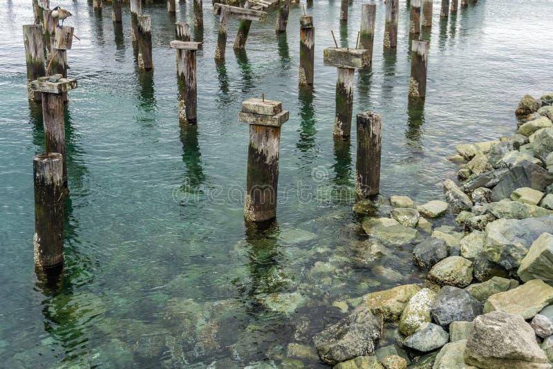 Decaying Pilings Landscape 7 Stock Photo - Image of pacific, washington ...