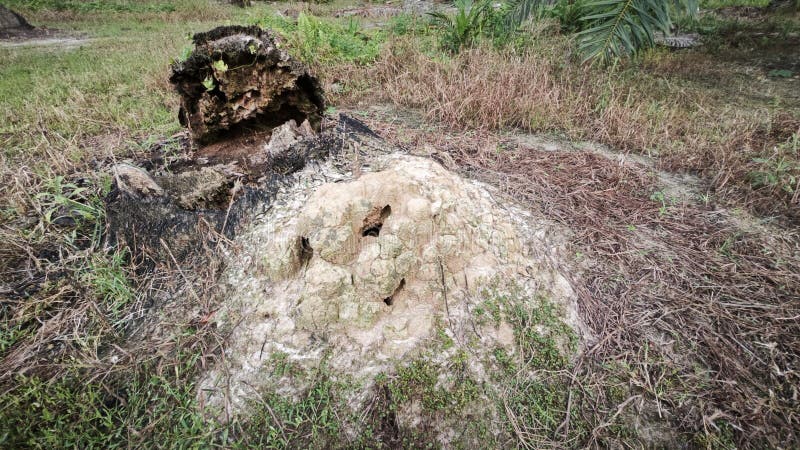 Decaying or Rotting Oil Palm Tree at the Plantation Field Stock Photo ...