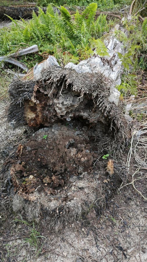 Decaying or Rotting Oil Palm Tree at the Plantation Field Stock Image ...