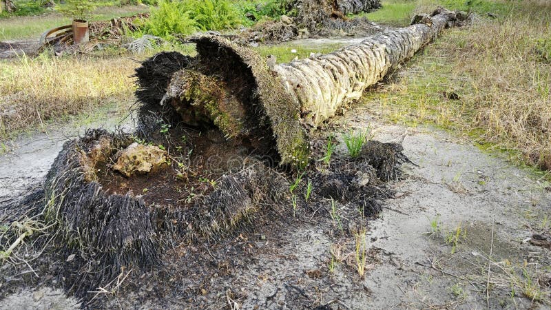 Decaying or Rotting Oil Palm Tree at the Plantation Field Stock Image ...