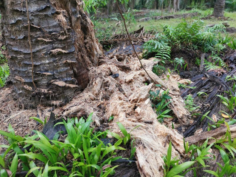 Decaying or Rotting Oil Palm Tree at the Plantation Stock Image - Image ...