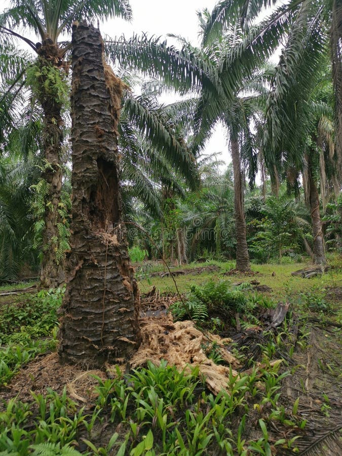 Decaying or Rotting Oil Palm Tree at the Plantation Stock Image - Image ...
