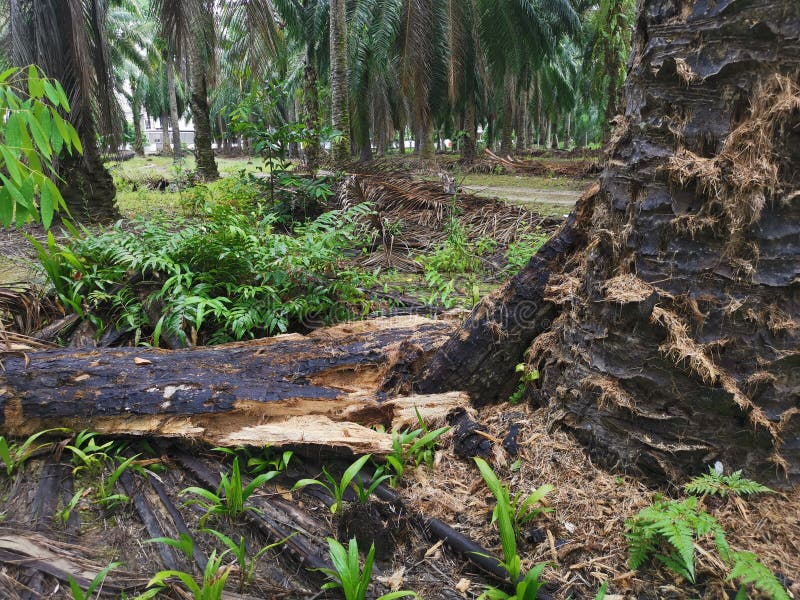 Decaying or Rotting Oil Palm Tree at the Plantation Stock Image - Image ...
