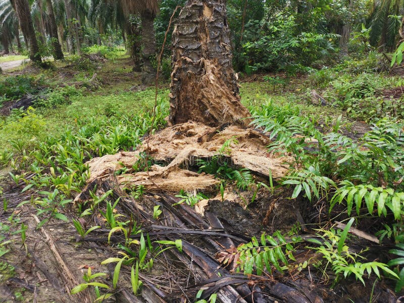 Decaying or Rotting Oil Palm Tree at the Plantation Stock Image - Image ...