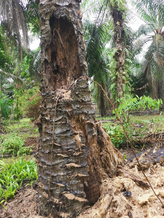 1,110 Truck Palm Tree Stock Photos - Free & Royalty-Free Stock Photos ...