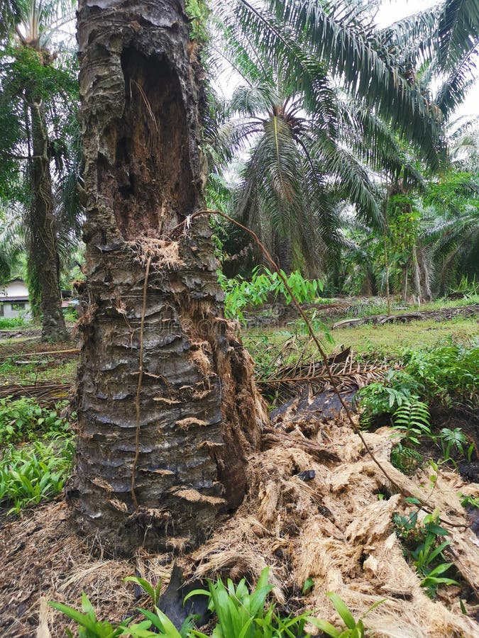 Decaying or Rotting Oil Palm Tree at the Plantation Stock Image - Image ...