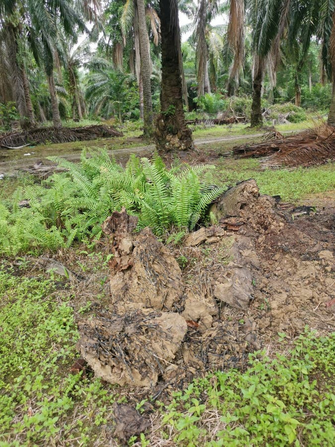 Decaying or Rotting Oil Palm Tree at the Plantation Stock Image - Image ...