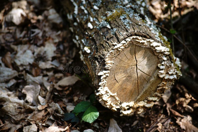 Decaying Stump in the Forest Stock Photo - Image of rotting, softened ...