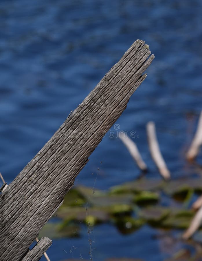 Decaying timber stock photo. Image of waters, blue, lily - 73615820