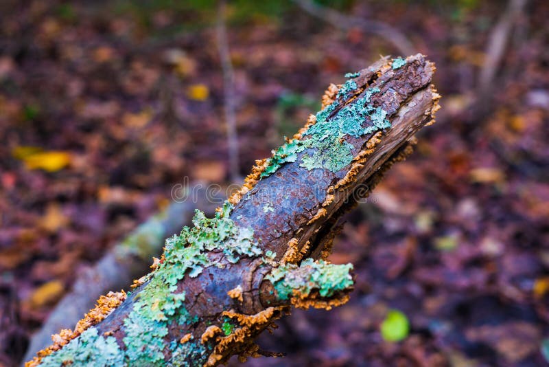 Decaying Tree Branch with Green and Orange Moss Stock Photo - Image of ...