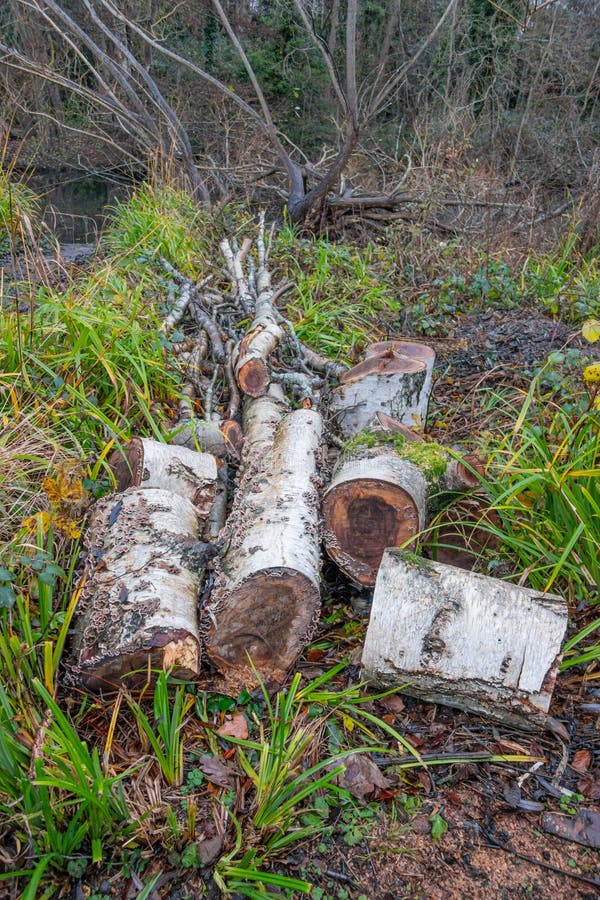 Decaying Tree in Chunks stock photo. Image of plant - 300936544