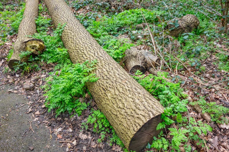 Decaying Tree in Chunks stock image. Image of outdoors - 300942733