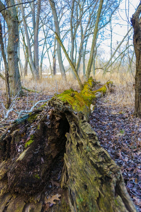Old Decaying Tree Next To A Stream Stock Photo - Image of brook, green ...