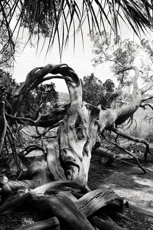 Cutting Down Weeds Stock Photos - Free & Royalty-Free Stock Photos from ...