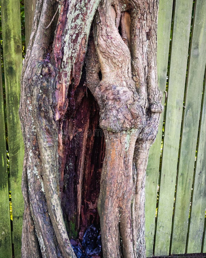 Decaying tree editorial photo. Image of park, cold, bridge - 299973391