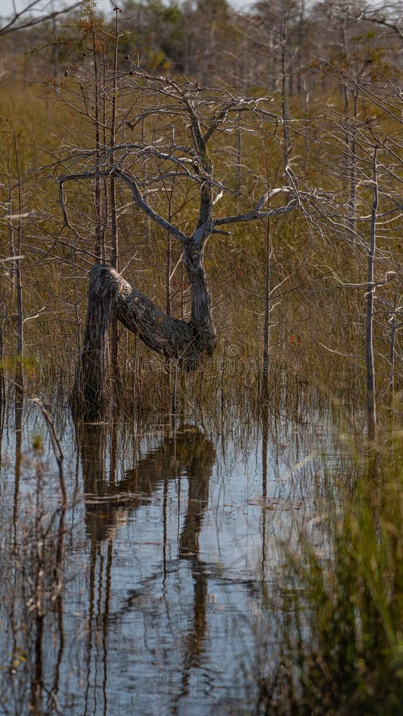 Decaying Tree Standing in the a Murky Swamp Stock Image - Image of ...