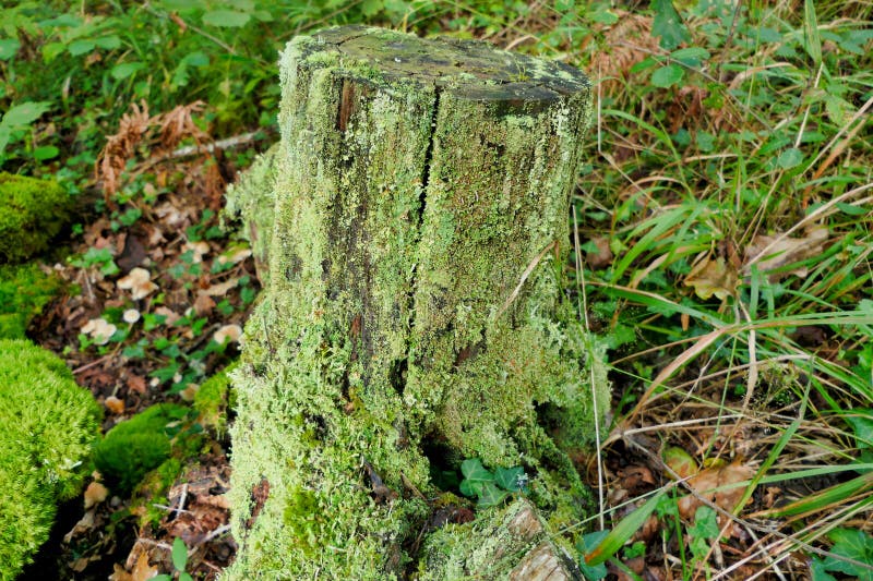 Decaying Tree Stump stock photo. Image of tree, moss - 339840598