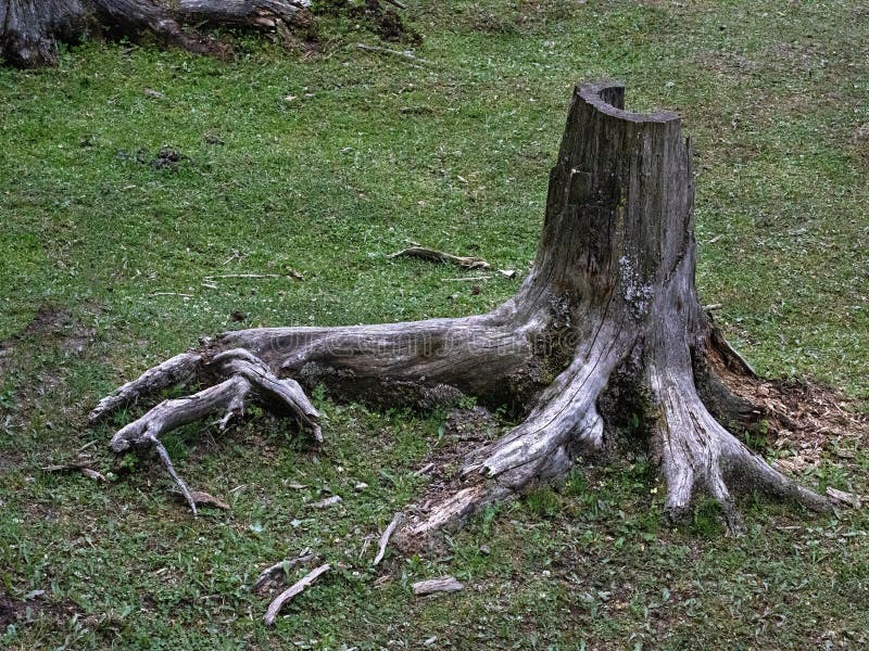 Decaying Tree Stump Lying on a Grassy Patch in a Lush Woodland ...