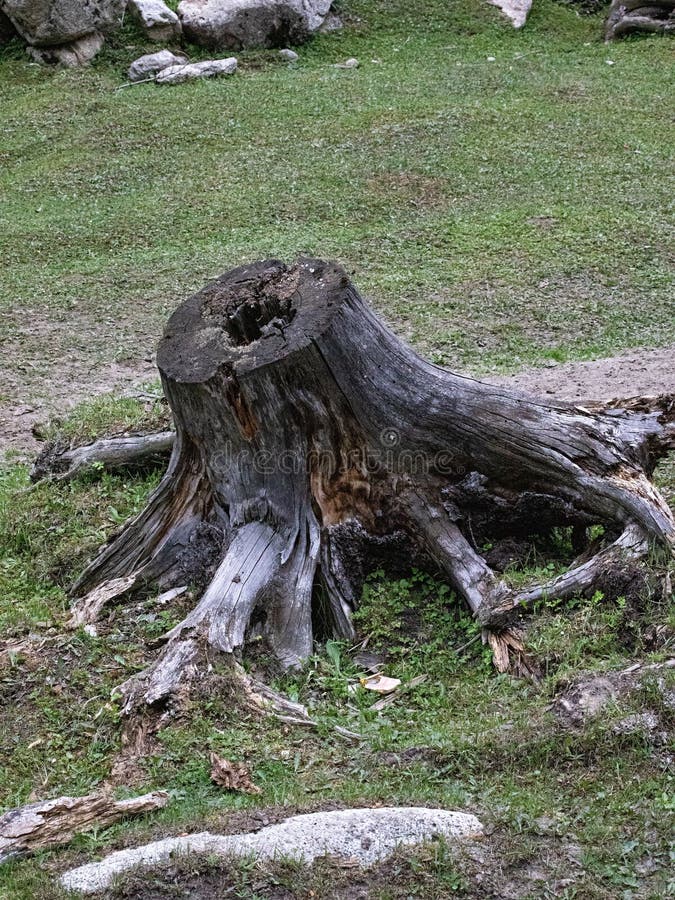 Decaying Tree Stump Lying on a Grassy Patch in a Lush Woodland ...