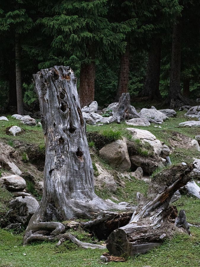 Decaying Tree Stump Lying on a Grassy Patch in a Lush Woodland ...