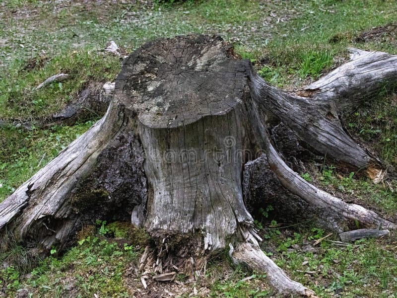 Decaying Tree Stump Lying on a Grassy Patch in a Lush Woodland ...